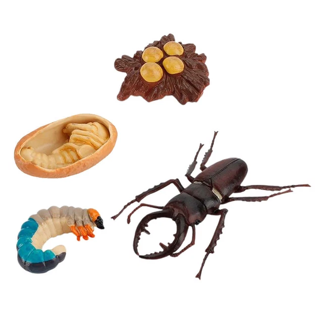 LIFELIKE STAG BETTLE Insect Life Cycle Stages Classroom Teaching ...