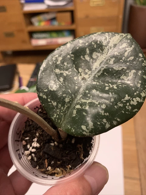 HOYA CARNOSA ROUND Leaves Splash - EPC 893 EUR 68,43 - PicClick DE