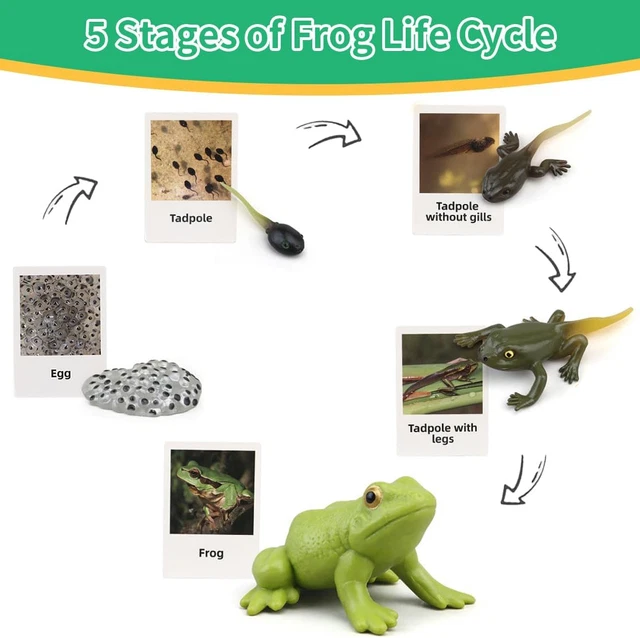 MONTESSORI FROG LIFE Cycle with Flash Cards, Plastic Insects Tadpole to ...