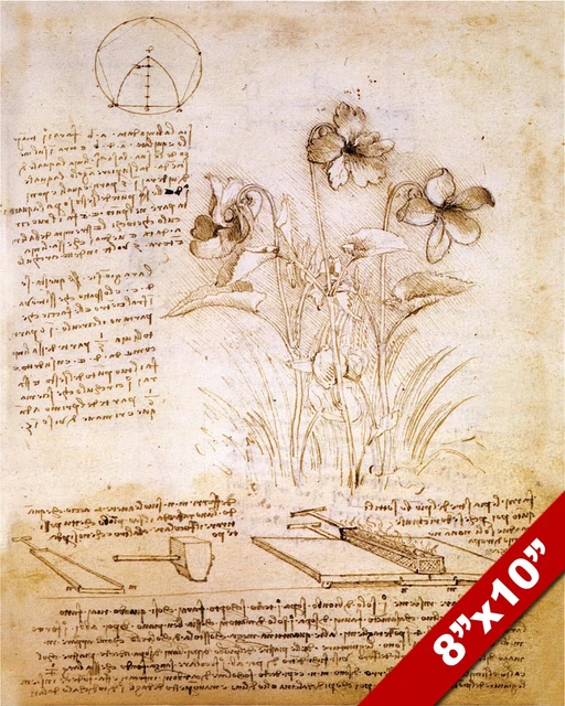CROQUIS D'INVENTION LEONARDO Da Vinci & Dessin De Plante Fleur ...