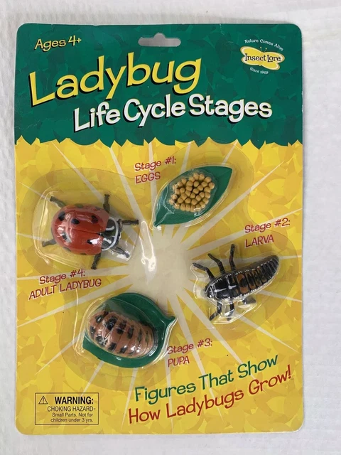 LIFE CYCLE STAGES Ladybug £12.21 - PicClick UK