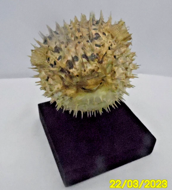 C1/ CABINET DE Curiosite, Poisson Porc-Epic Diodon , Herisson De Mer ...