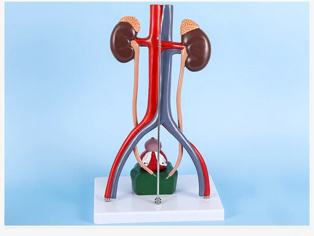 HUMAN KIDNEY MODEL Arteriovenous Model Urinary System Model $133.32 ...