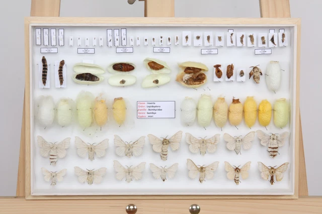 ENTOMOLOGIE COLLECTION MUSÉUM des insectes du monde Lot N°12 Bombyx ...