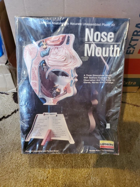 NOSE / MOUTH Model Kit - Life Size Anatomically Accurate No. 1339 By ...