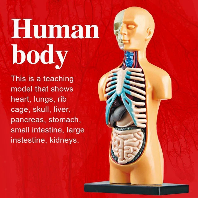 DIY SCIENTIFIC HUMAN Body Model Demonstration Anatomy 15 25 PicClick diy-scientific-human-body-model-demonstration-anatomy-15-25-picclick