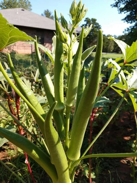 PHILIPPINE DWARF OKRA SEEDS - Lady Finger OKRA US homegrown - NON-GMO ...