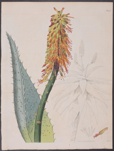 CURTIS - GRANDE Aloe Hedge-Hog. 1975 - 1787-1800's The Botanical ...