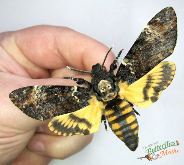 SPHINX DU MORT Acherontia Atropos MALE SET x1 A1- Entomologie *NICE ...