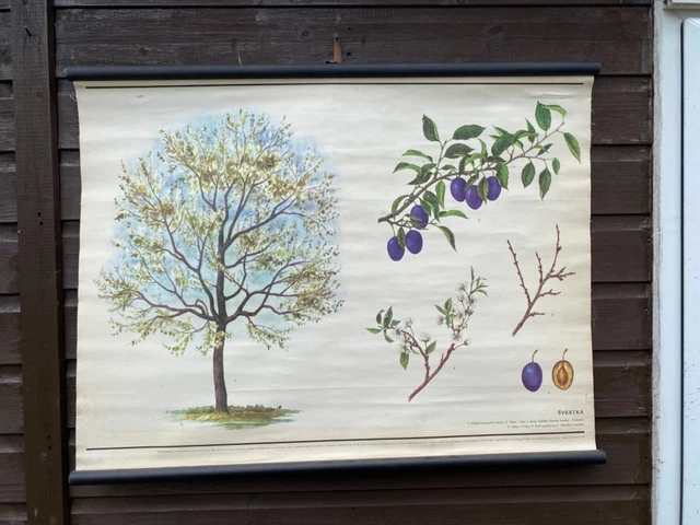 VINTAGE BOTANICAL ROLL down school chart of a Plum tree £75.00 ...