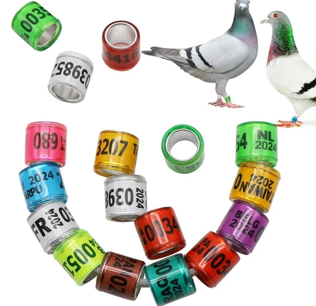100 PIGEON RINGS 2024. Anillos De Palomas 2024. 10 Diferrent Color ...