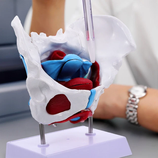 FEMALE PELVIC ORGANS Teaching Model Pelvic Anatomy Model Training £67. ...