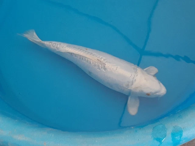 20& JAPANESE DOITSU Hariwake Koi Carp Fish £80.00 - PicClick UK