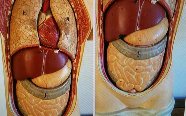 BUSTE ANATOMIQUE DU corps humain " écorché " sur socle en bois . Début ...