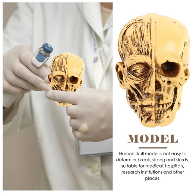 HUMAN SKULL ANATOMICAL Model Adult Human Anatomy Head Skeleton Teaching ...
