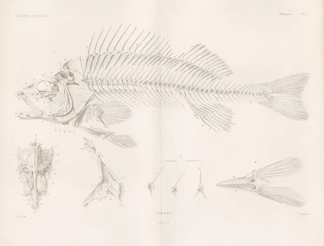 ANATOMIE SQUELETTE BARSCH Squelette Poisson Gravure En Acier Cuvier ...