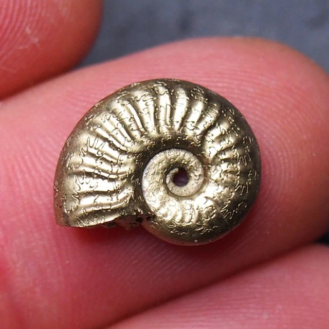 16MM AMMONITE PYRITE Fossil fossilien Ammoniten France lot Golden 11 £16.13 - PicClick UK
