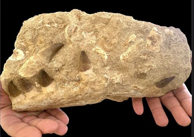 MOSASAUR JAW SPECIMEN from Morocco, partial Mosasaurs Dino jaw Rar £371 ...