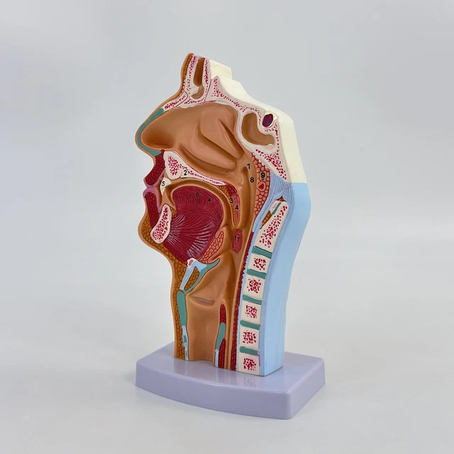 NASAL CAVITY THROAT Anatomy Model Human Anatomical for Display Teaching ...