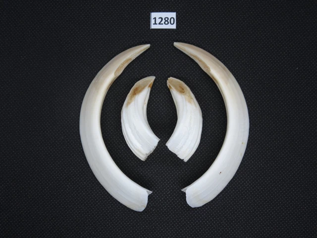 WILD BOAR TUSKS (no. 1280), trophy, taxidermy, tooth, teeth £26.40 ...