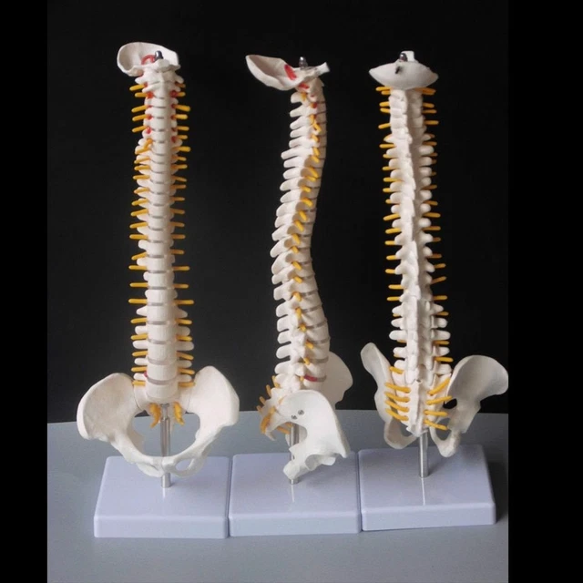 HUMAN ANATOMY SPINE W/ Pelvic Models Anatomical Spinal Column Skeleton ...