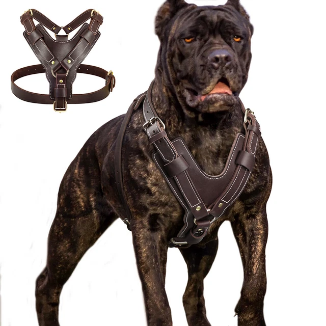 Hundegeschirr Leder Groe Hunde