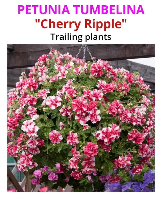PETUNIA TRAILING DOUBLE Tumbelina 'Cherry Ripple' Large Plug Plants x5 ...