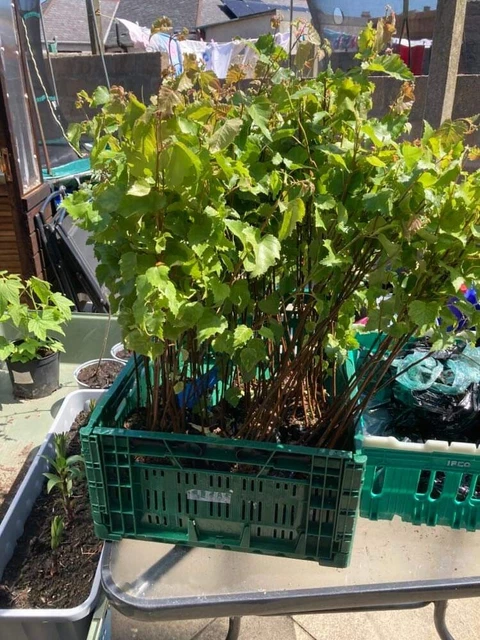 5 SILVER BIRCH trees 40-65 cm cell grown £10.00 - PicClick UK