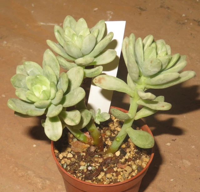 SEDUM CV ALICE Evans variegata EB-EC235-T5 Culture Plants collezione ...