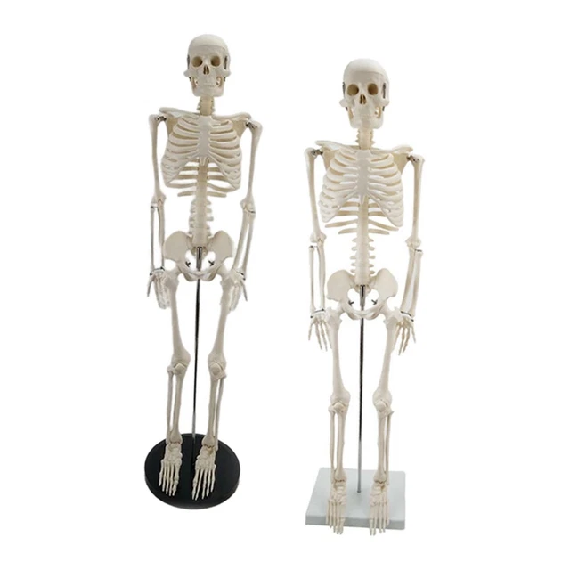 SKELETON MODEL WITH Display Anatomy Study Kids Learning £43.96 ...