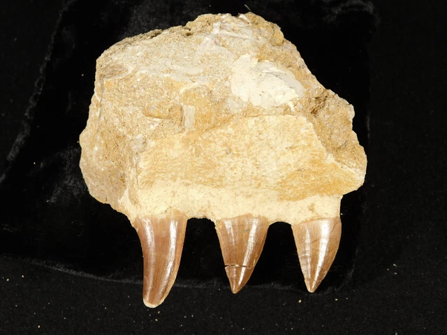 100 MILLION YEAR Old Mosasaurus JAW Bone Fossil with THREE Fossil Teeth ...