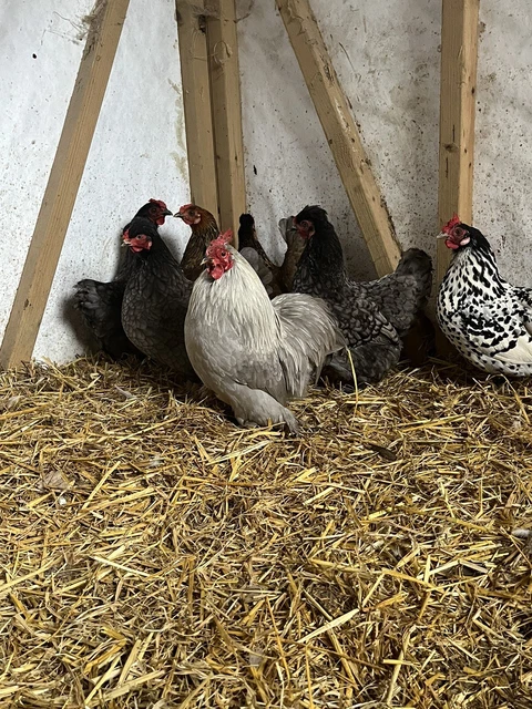 PEKIN X SILKIE Mix bantam hatching eggs X6 £0.99 - PicClick UK