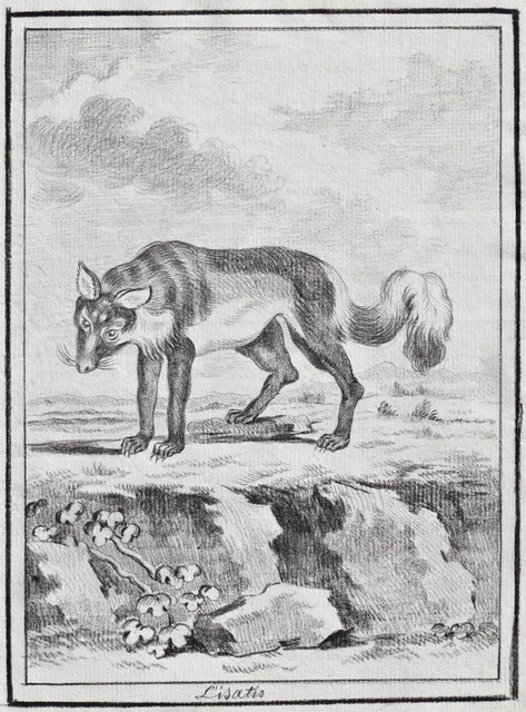 FUCHS FOX ROTFUCHS Renard animals drawing Zeichnung dessin 1780 EUR 58 ...