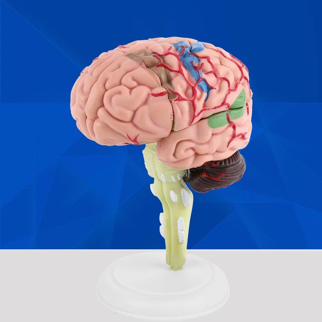 ANATOMICAL MODELS PUZZLE Human Brain Anatomy CutAway Model Medical ...