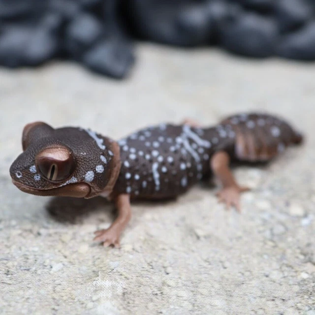 FIGURINE BANDAI GASHAPON Smaller Ver Nephrurus levis occidentalis EUR ...