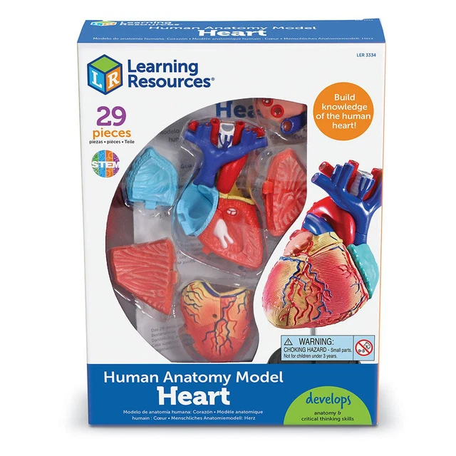 HUMAN HEART ANATOMY Model Educational Biology 29-Pieces from Learning ...