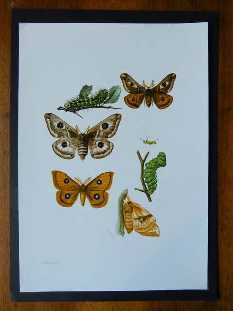 VINTAGE PRINT OF Emperor Moth Educational School Chart Insects ...