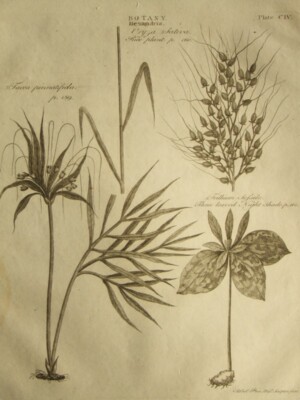 ANTIQUE 200 YEAR old copper engraving; Australian Arrowroot, Andrew ...