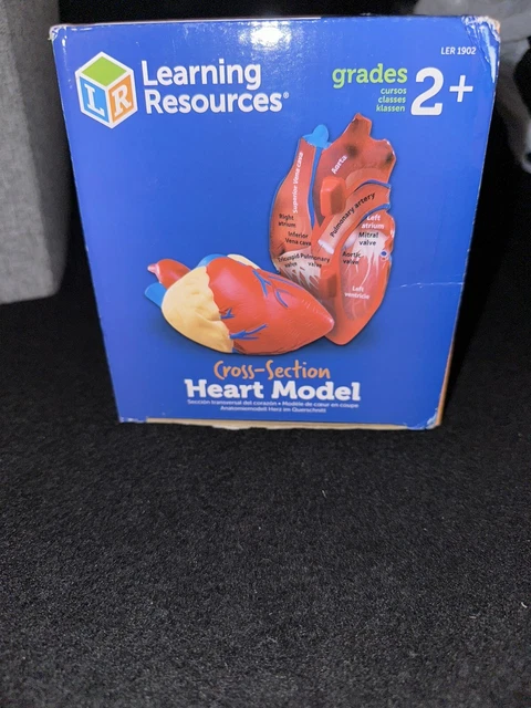 LEARNING RESOURCES STEM Cross-Section Human HEART Model Soft Foam ...