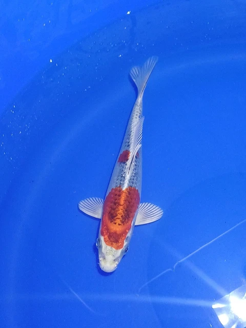 JAPANESE KOI CARP, HQ Kujaku 19cm, Marusaka Delivery Available. £40.00 ...