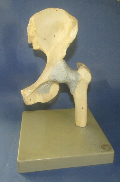 ANTIQUE SKETCH ANATOMY Anatomic Somso Anatomicals Model Vintage 1960-70 ...