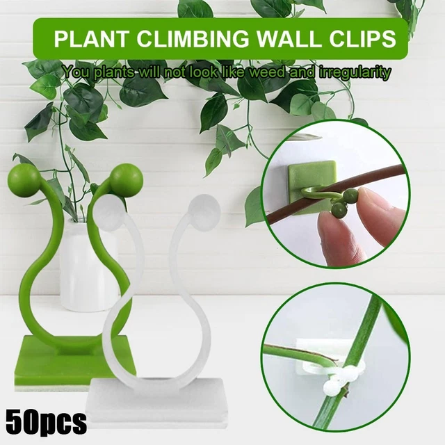 VITI DA PARETE fissaggio clip invisibili per piante rampicanti forti e ...