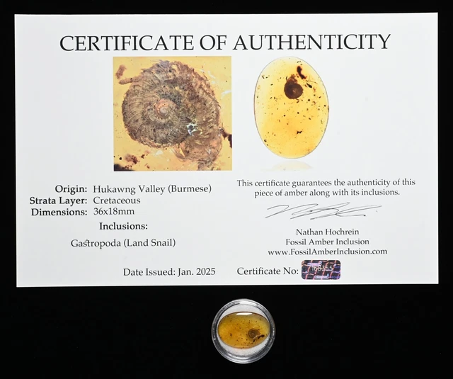 LARGE DETAILED GASTROPODA (Land Snail), Fossil Insect inclusion in ...