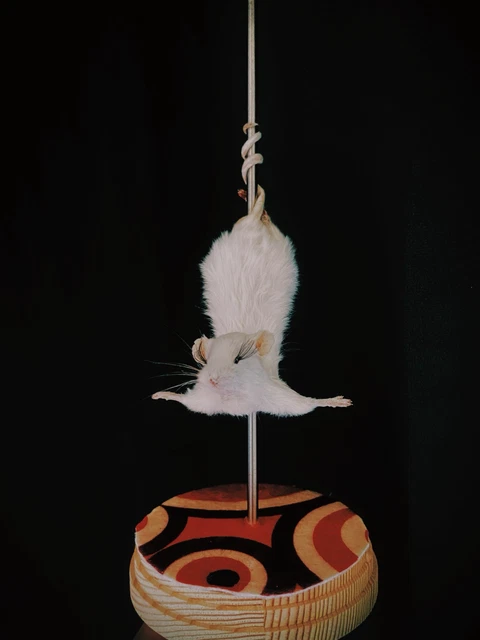 TAXIDERMY 60S STRIPPER Pole Dancing Mouse 🐭 Unusual Oddities Cabinet ...