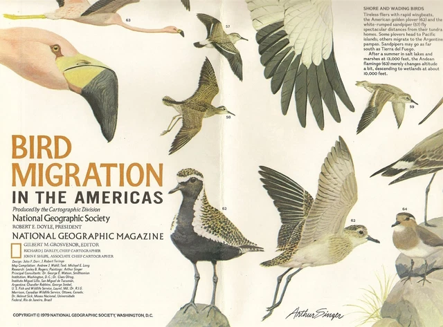BIRD MIGRATION ROUTES Map North + South America Illustrations by Arthur ...