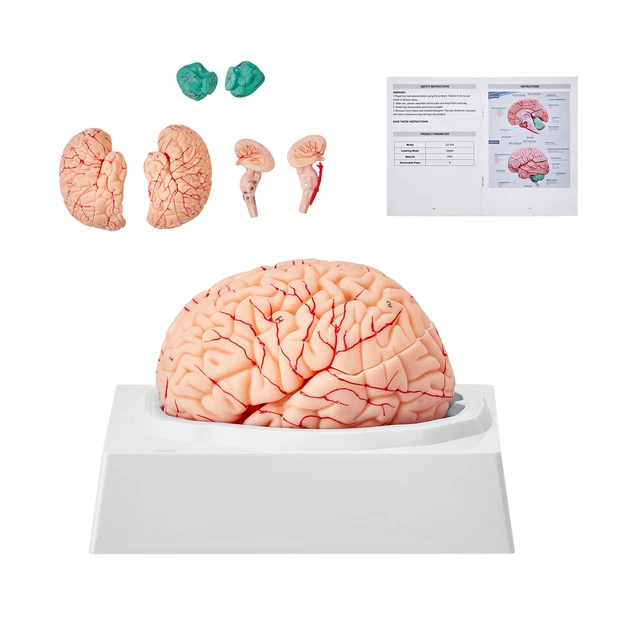VEVOR HUMAN BRAIN Model Anatomy Teaching Brain Model 9-Part Labeled ...