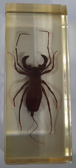 REAL LIFE BUGS Whip Scorpion In 11cm Resin Block. UK ONLY. Free Postage ...