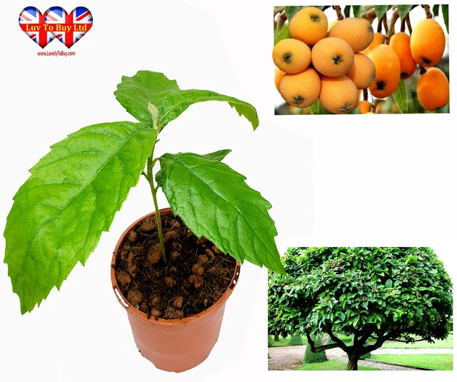 HARDY MEDLAR TREES for Your Garden & Patio Thriving Year-Round, Frost ...