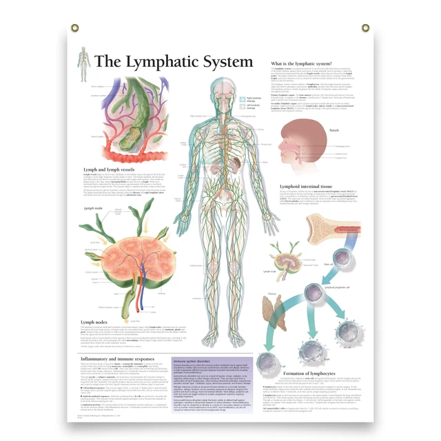 THE LYMPHATIC SYSTEM Laminated Medical Poster Diagram Doctors Office ...