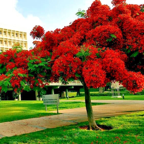 ROYAL POINCIANA RED FLAME TREE SEEDS Delonix Regia Tropical Flamboyant ...